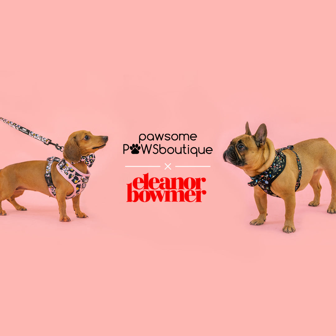 Eleanor Bowmer X Pawsome Paws Boutique | Blog Post